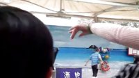 精彩的海狮表演