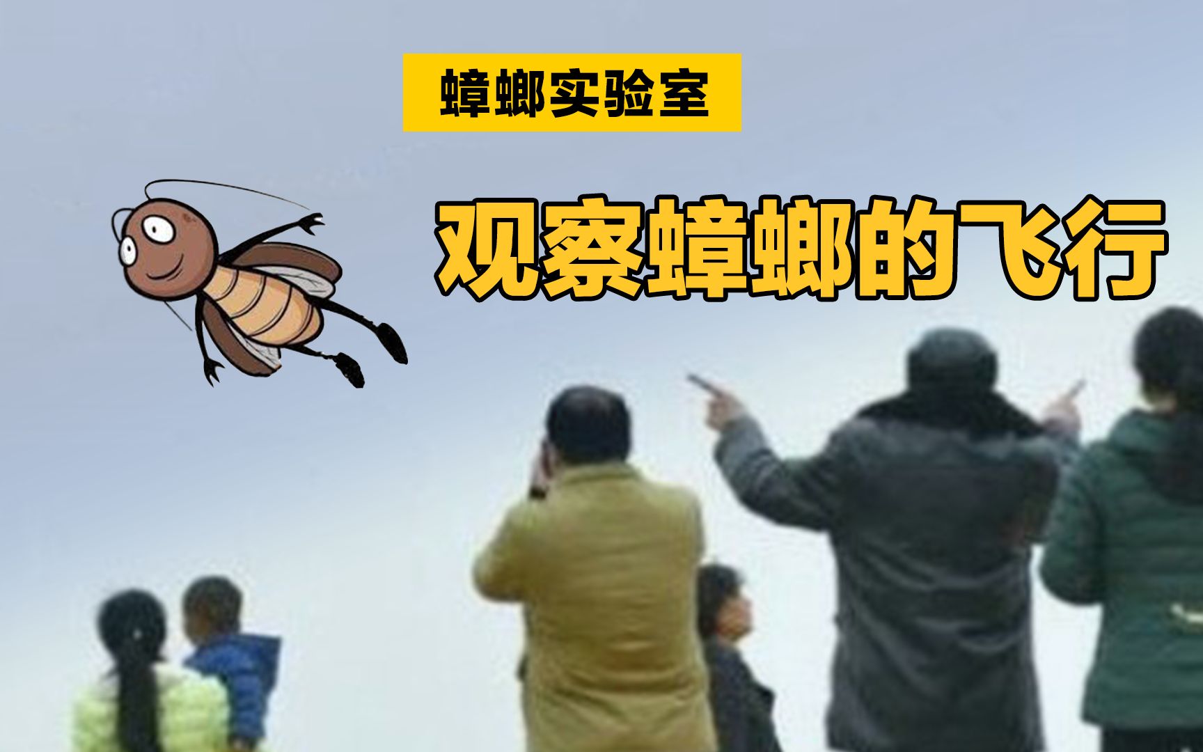 【蟑螂实验室】观察蟑螂的飞行