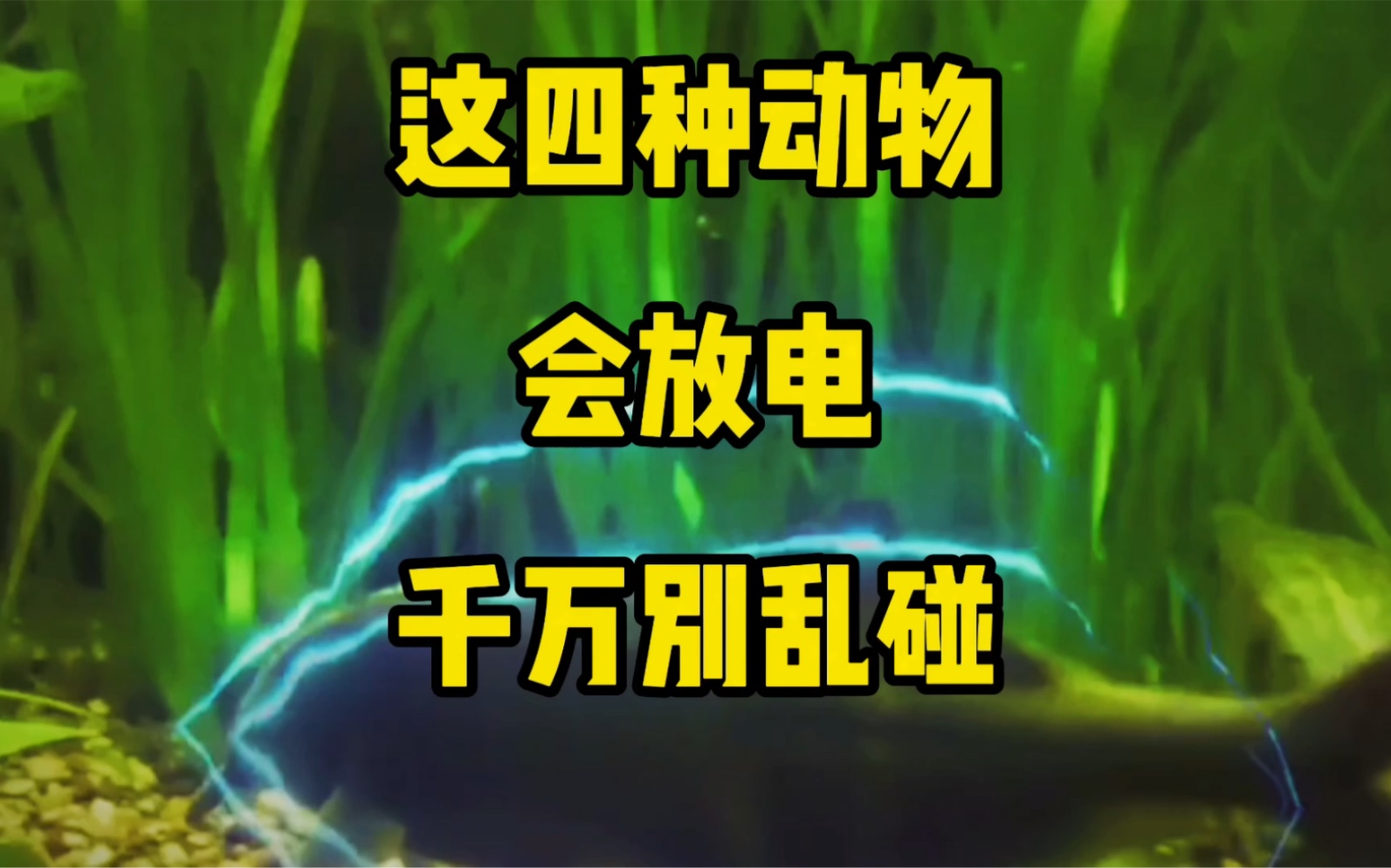 速看!这些动物会放电,遇见了你千万别碰