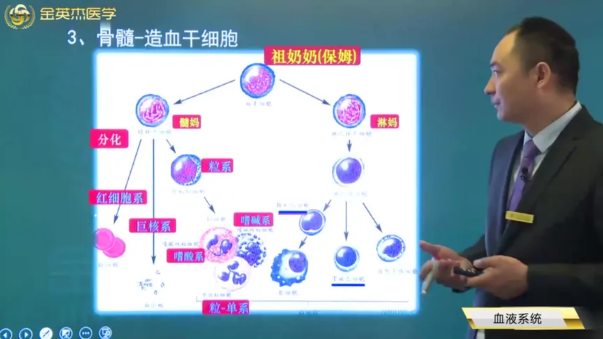 血液系统基础知识03骨髓-造血干细胞的整个造血过程及各作用