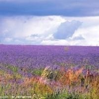 运营小白成长记