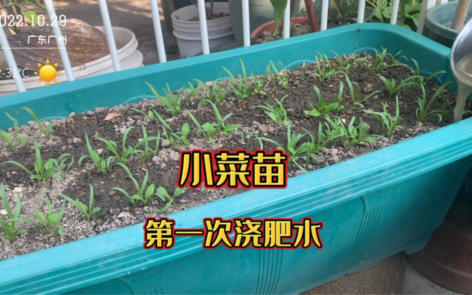 小菜苗的第一次浇肥水,小苗施肥要注意什么?杀跳甲的效果怎样了?