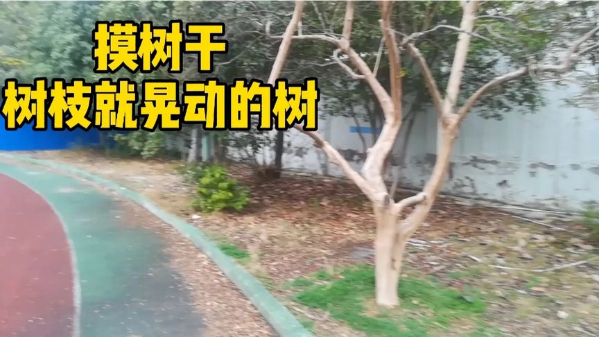 摸树干,树枝就晃动的树