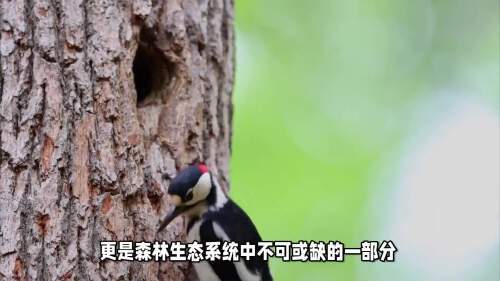 守护森林的啄木鸟:生态系统中不可或缺的角色