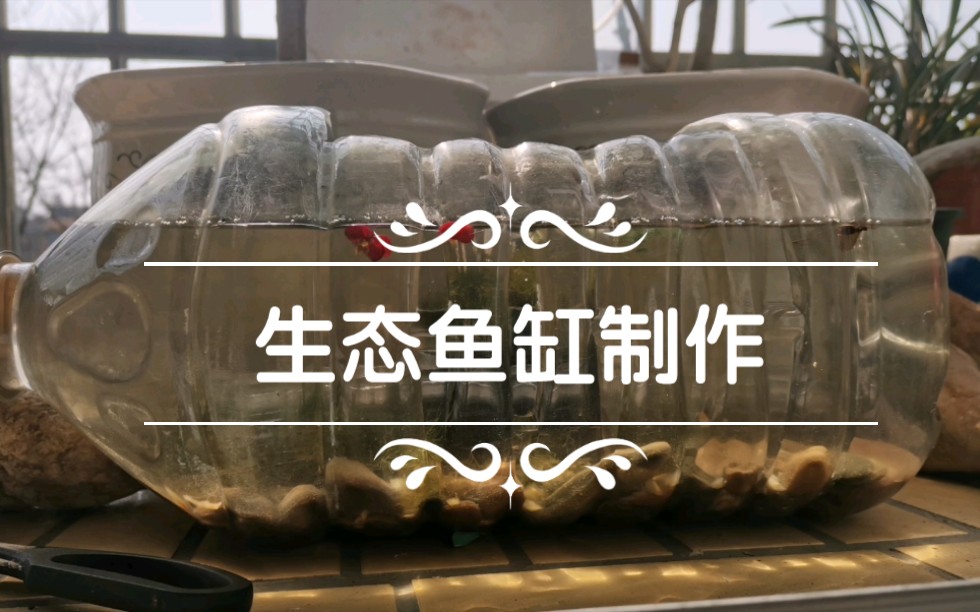 【生态学实习】简易生态鱼缸制作 2021/3/11