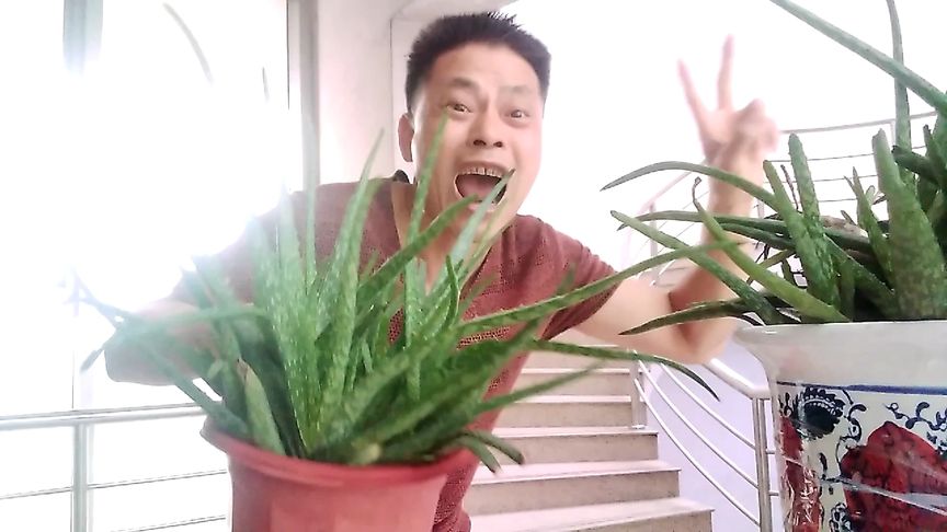 宁愿不养别的花,都要要盆中华芦荟!比人参强的养生品