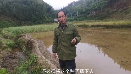 稻谷的播种育秧,到底要怎样做才好,想了解一下你们的先进经验