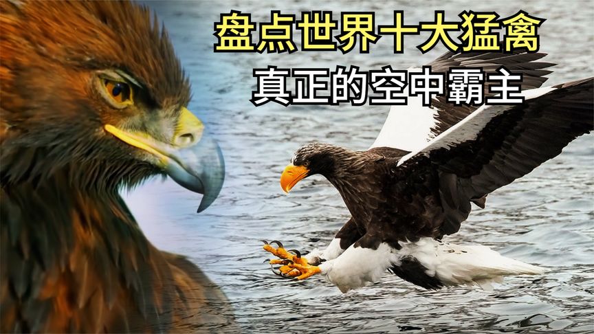 盘点世界十大猛禽,令人畏惧的空中掠食者,金雕排第7