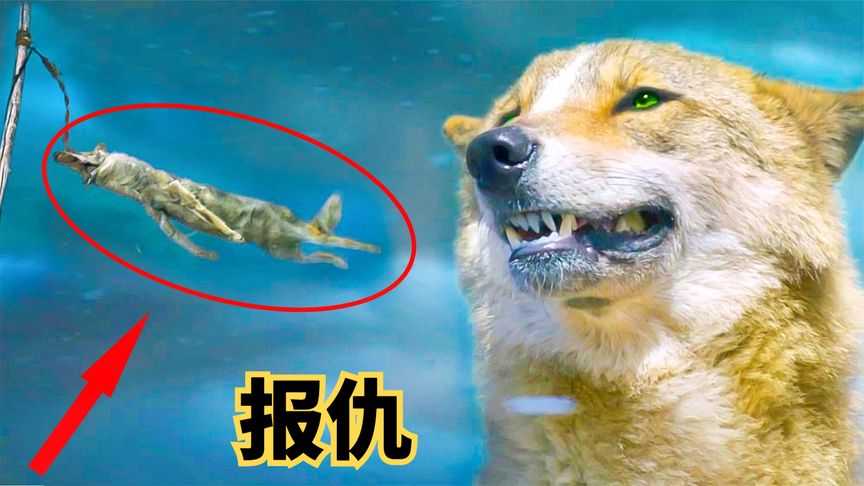 人类大量猎杀草原狼,走投无路的狼群只能奋起反抗