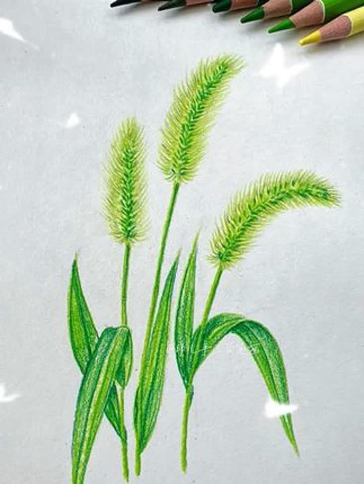 今天画狗尾巴草 #零基础学画画 #彩铅手绘 #狗尾巴草 #简易花草画法 #.