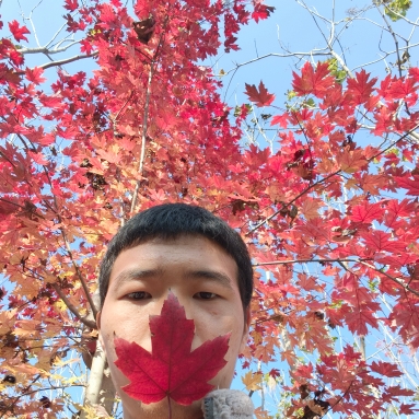 森林的四季 