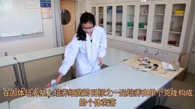 如何培养菌落
