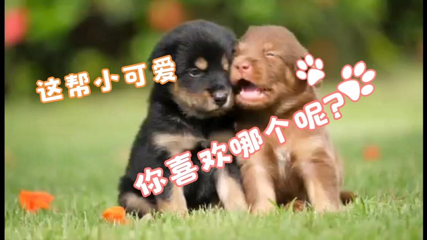 可爱小狗狗合集:“都说骗人是小狗,可是小狗才不会骗人”。