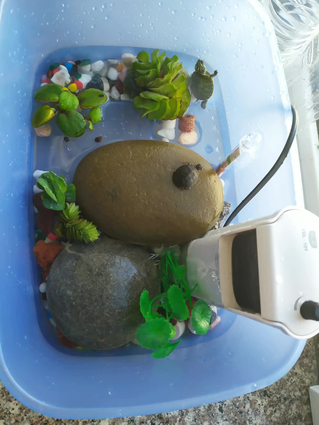 生态龟缸终于完成了,过滤器也用上了