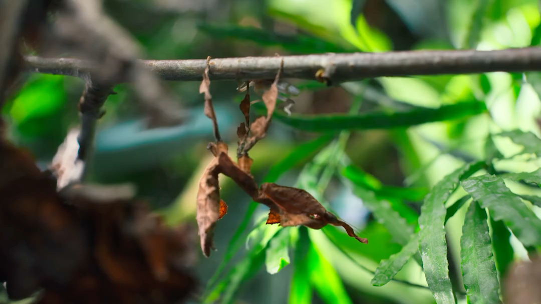 被纪录片养大的孩子必看,小小世界动物世界