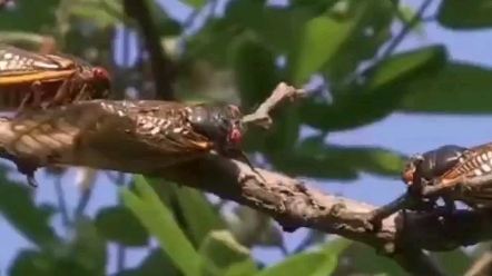 大家都知道蝉,但是世界上却有九中不同蝉,而且叫声特别还不一样
