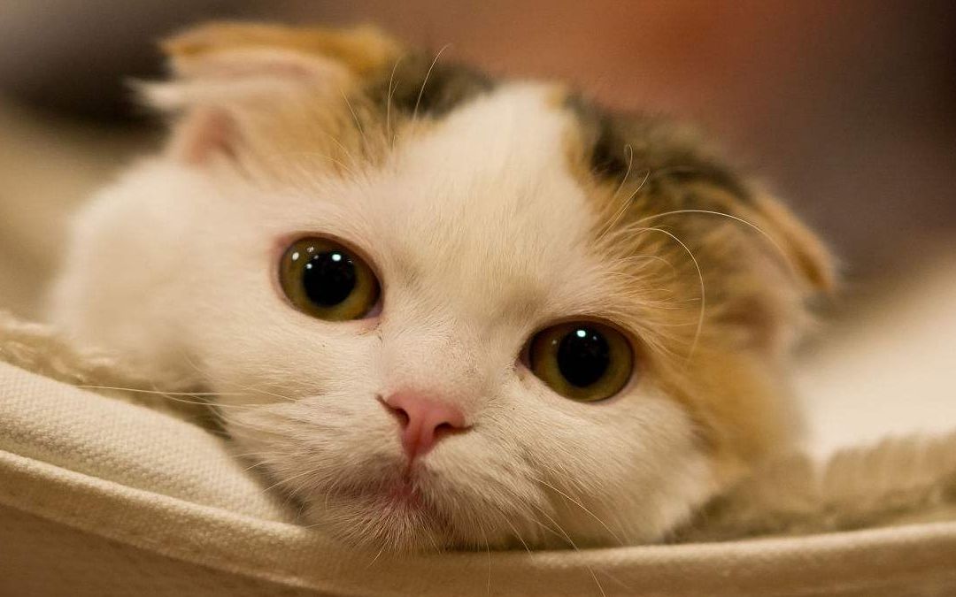 震惊!你居然在B站看猫片!