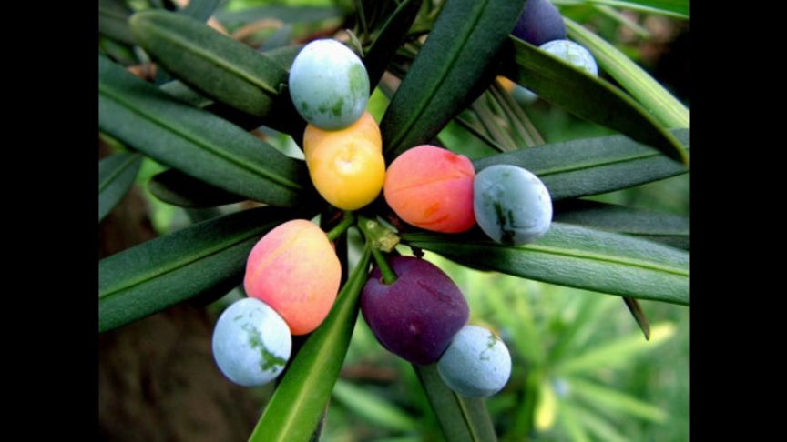 罗汉松果实,第一回见,能不能吃?