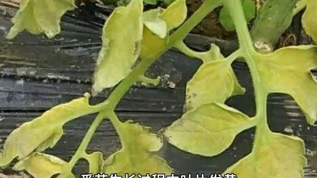 番茄生长过程中叶片发黄的原因 #种植小技巧 #阳台种菜 #番茄