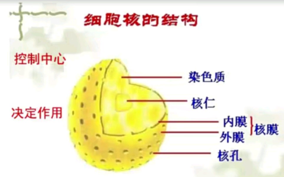 医学技术～解剖～人体基本结构与功能