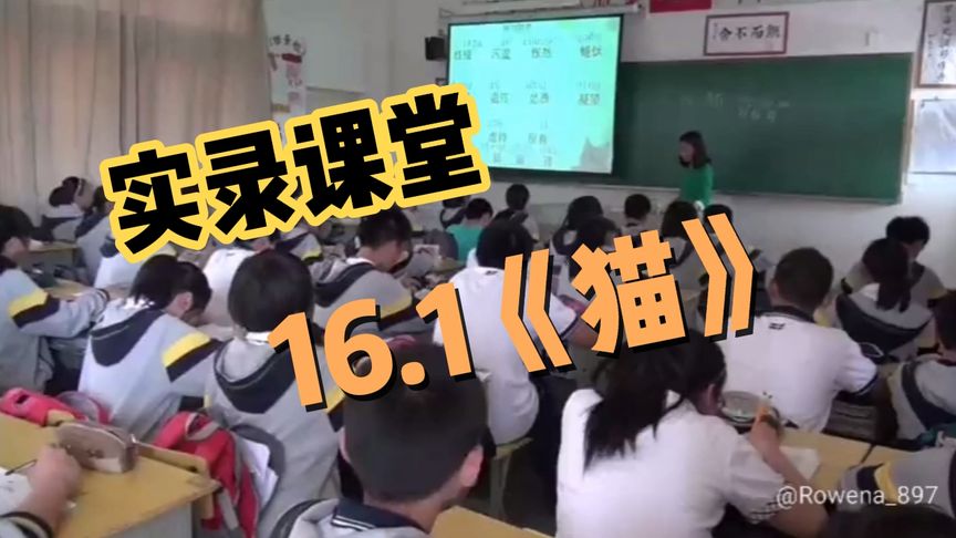 实录课堂•初一语文上•16.1《猫》
