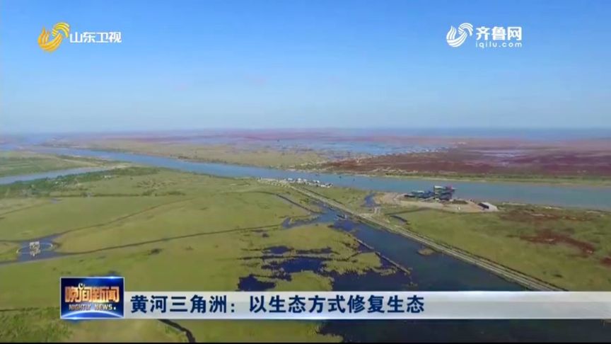 黄河三角洲畅“饮”黄河水,以生态方式修复生态,现场画面太壮观