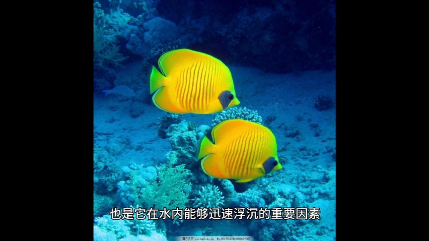 鱼为什么能在水中自由浮沉?