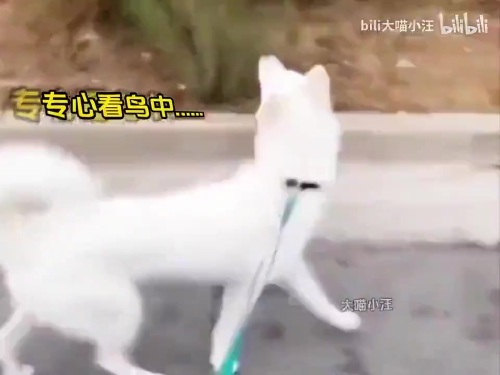 主人欲杀狗,刀架脖子瞬间,结局令人沉默