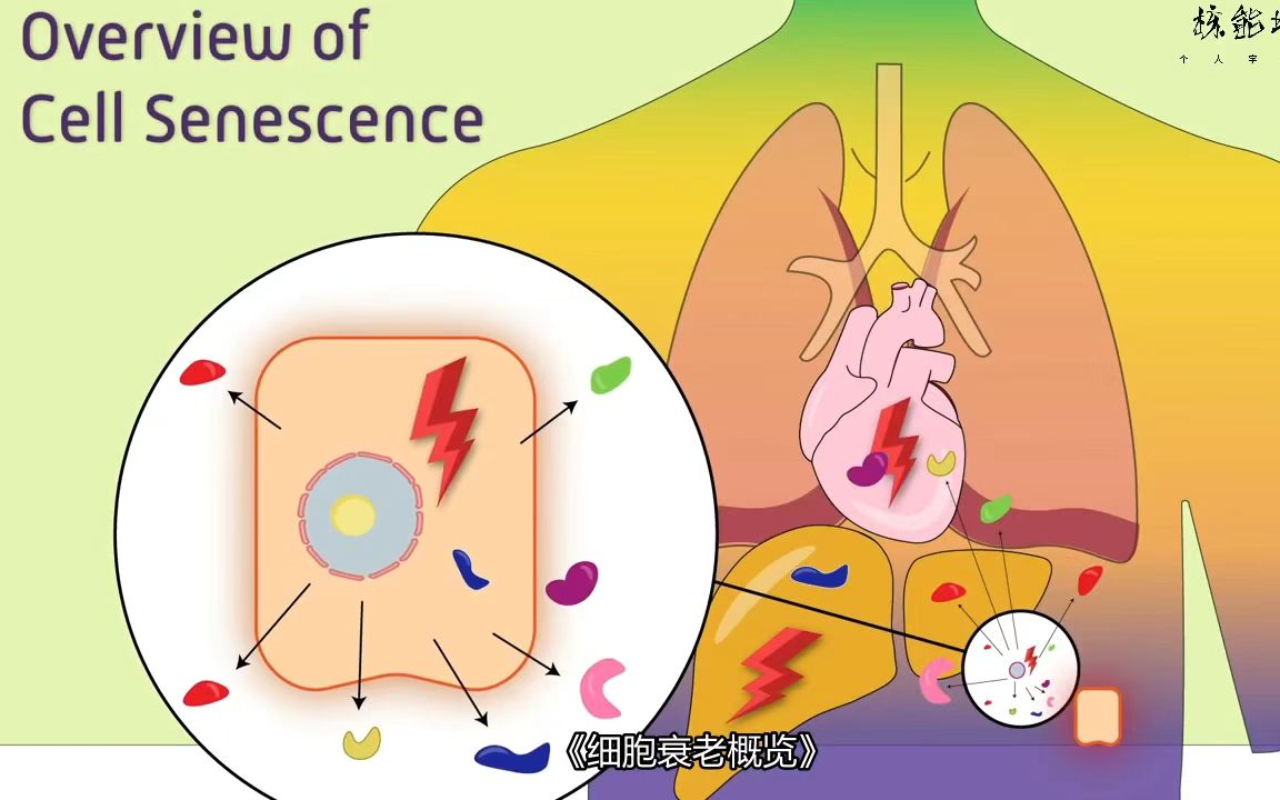 【中文字幕】科普向-细胞衰老简介-Overview of Cell Senescence