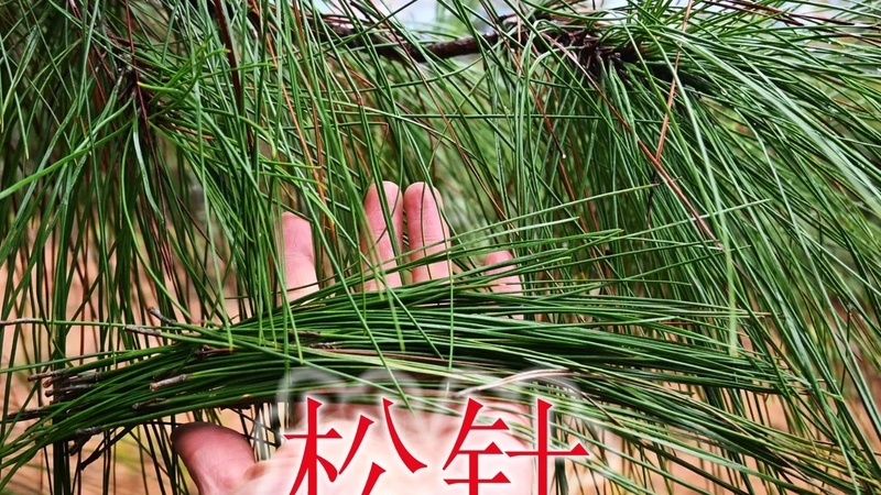 "松针茶"记载神农本草经,称"松为仙人之食物",遇见别错过!
