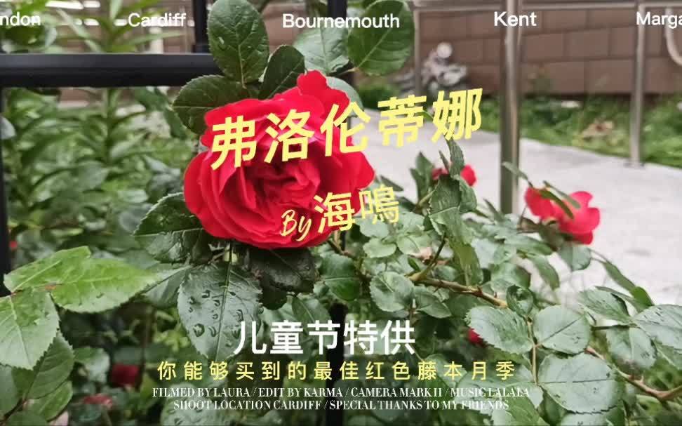 德国科德斯ADR红色藤本月季--弗洛伦蒂娜初花