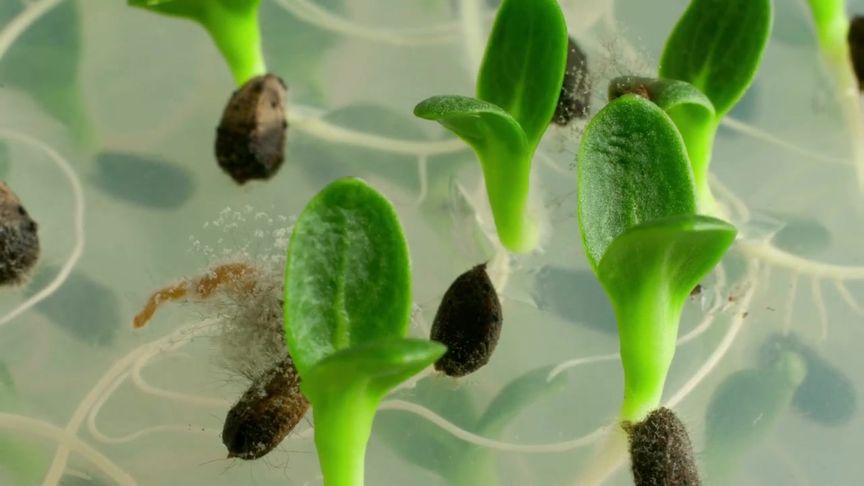 300秒带你全程近距离感受,植物生长过程的视觉冲击