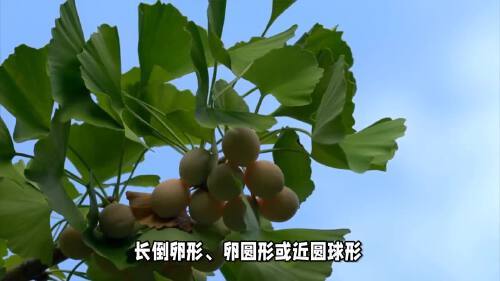白果树和银杏树一样吗?银杏树介绍