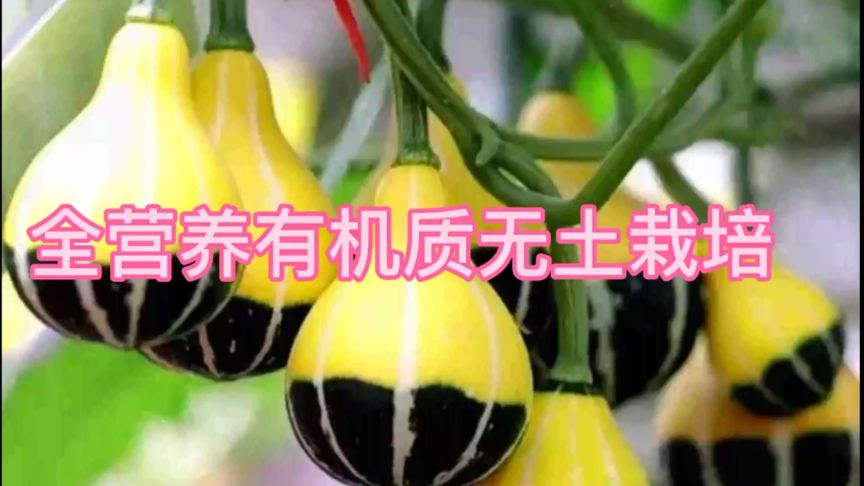 全营养有机质无土栽培技术交流,有机质的配制过程,无土栽培基质