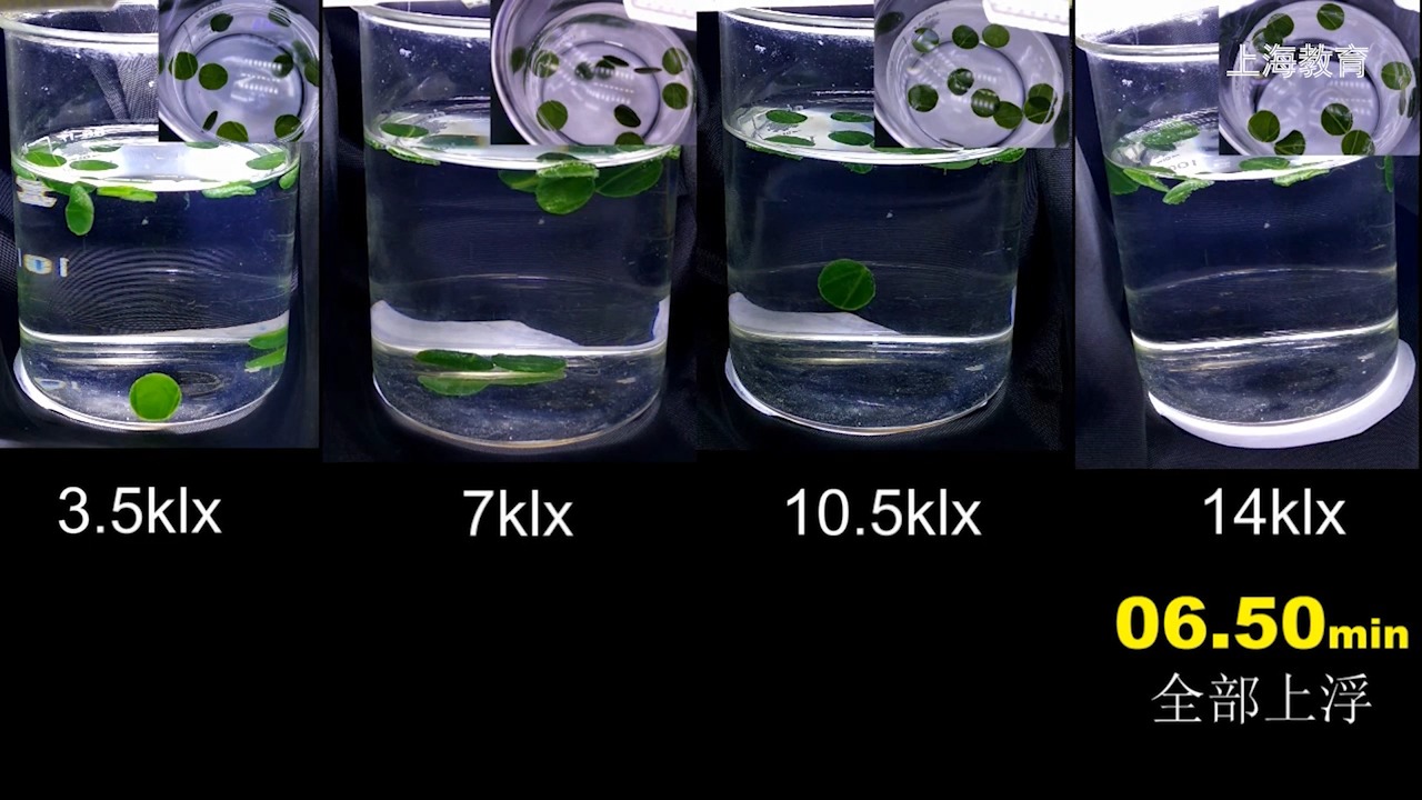 11.探究·设计:探究影响光合作用强度的环境条件