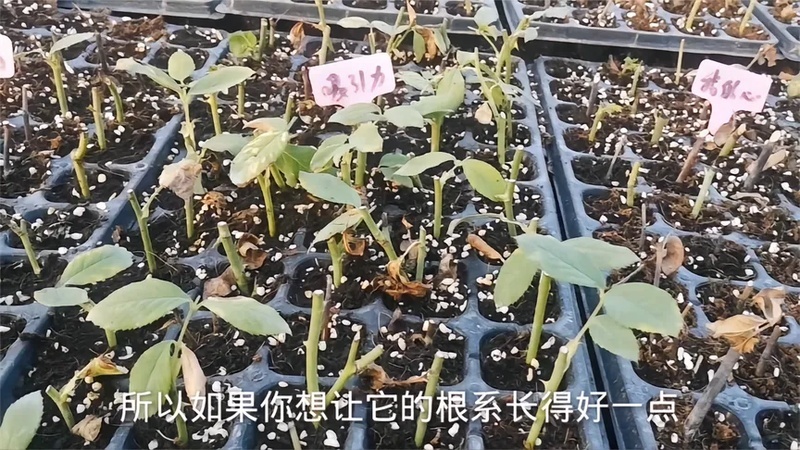 生根粉对扦插有没有用处看看这爆裂的愈伤组织,你就明白了