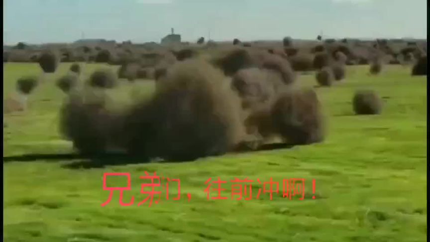 好奇!这种铺天盖地随风滚动的东西是什么?