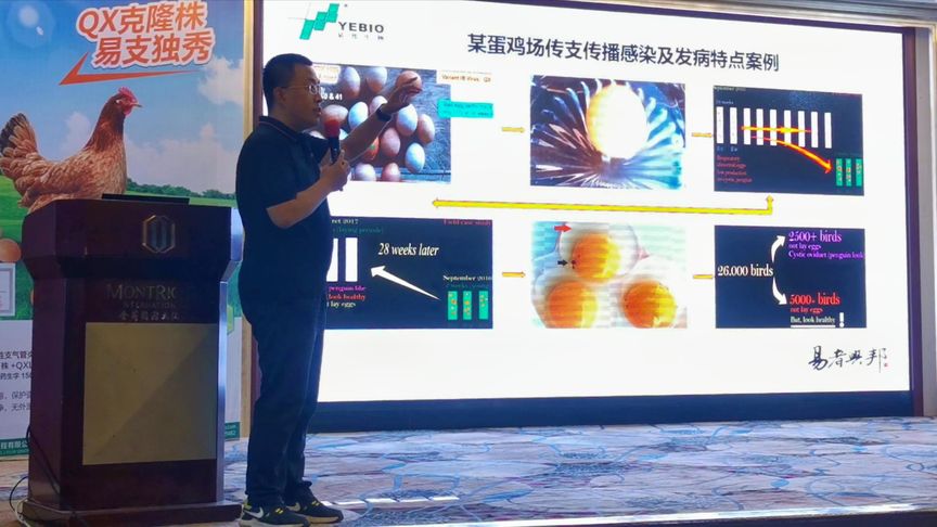 鸡传染性支气管炎传播案例,生动阐述了传支的传播和致病特点