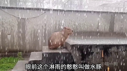 最大的啮齿类动物,动物界的佛系交际花