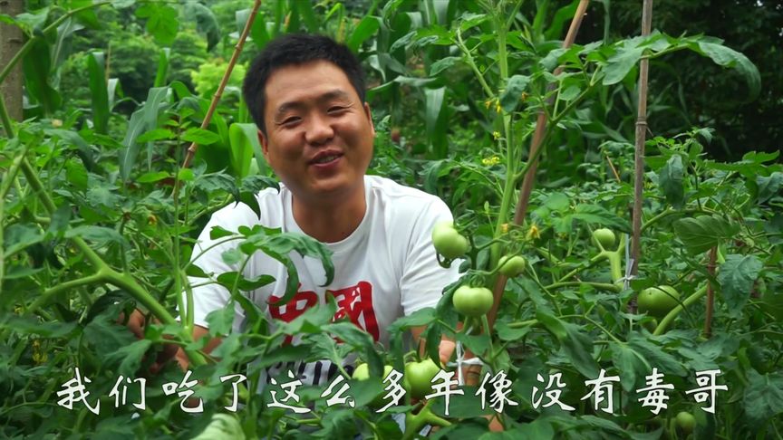 种植西红柿掌握这几步，后期长出的西红柿又大又红