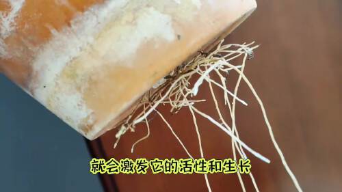 植物的根系如何养成