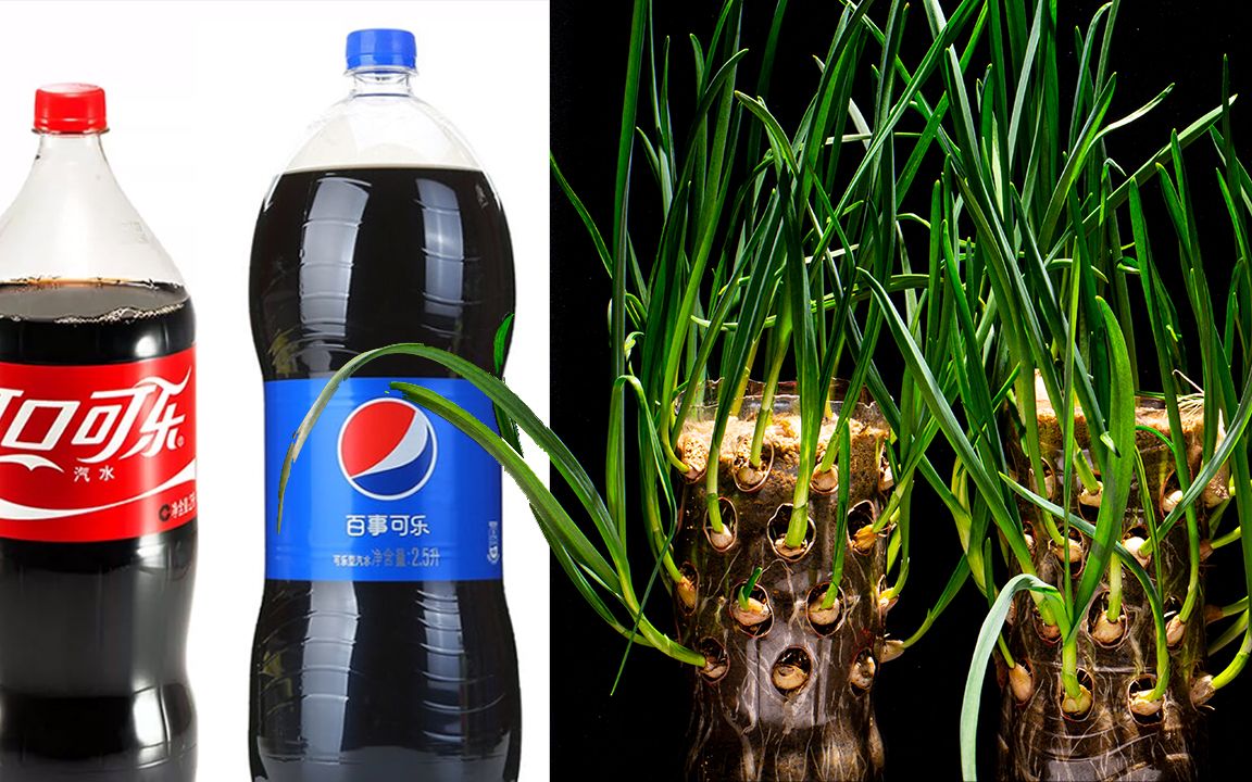 用可乐瓶种植大蒜,记录大蒜的成长过程