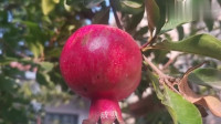 石榴从花到果实的过程