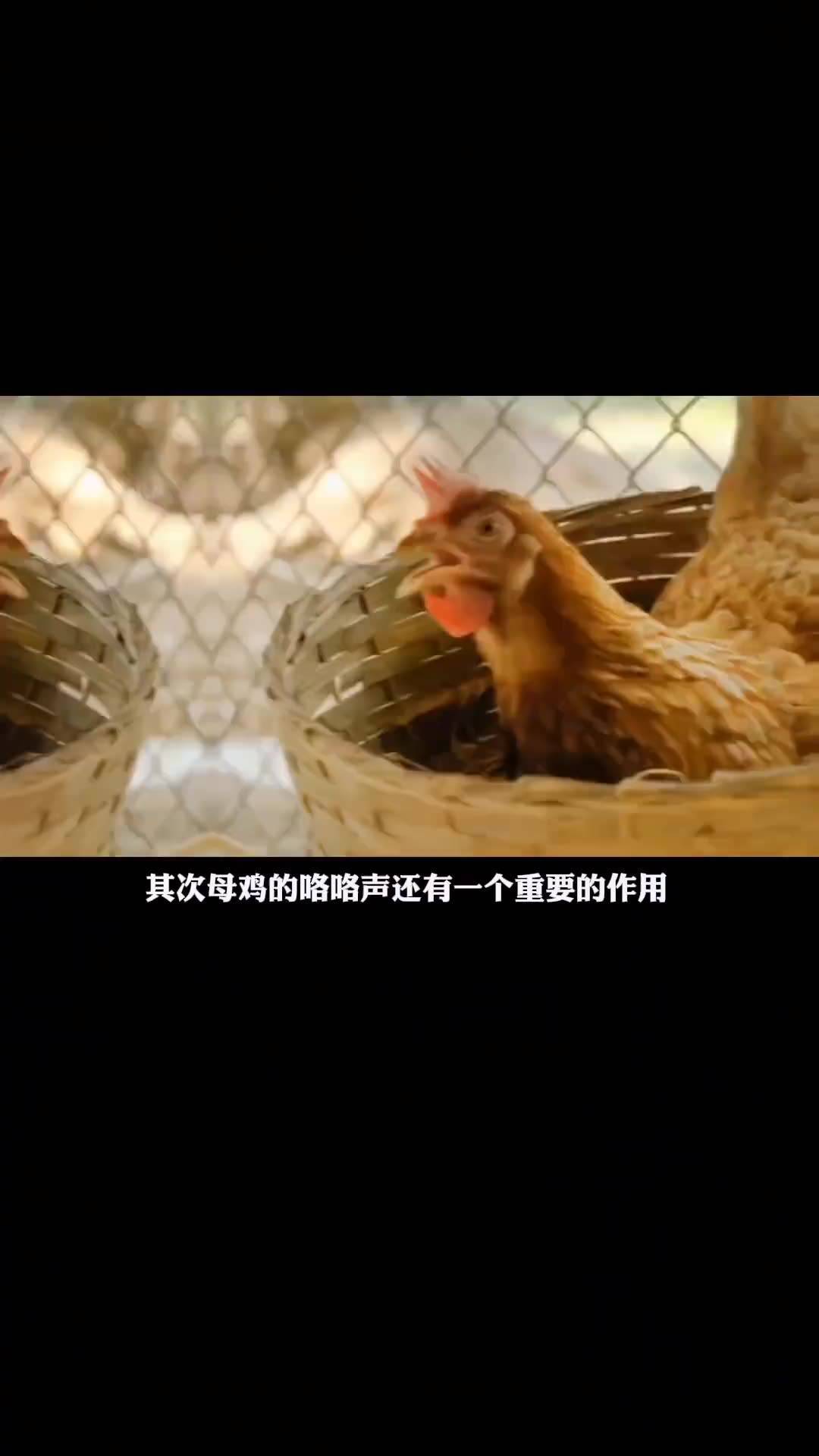 母鸡下蛋后为什么会咯咯叫?