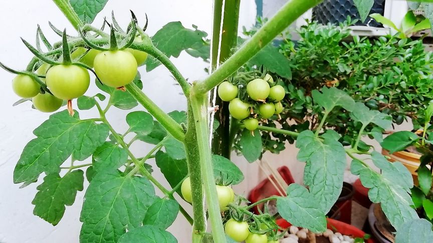 为啥番茄只开花不结果,教你一招,能让他个个挂满果实