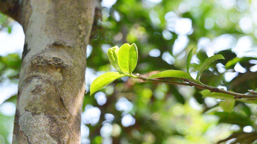 老徐谈茶第63期:普洱茶树分公母?你是怎么分辨出来的?