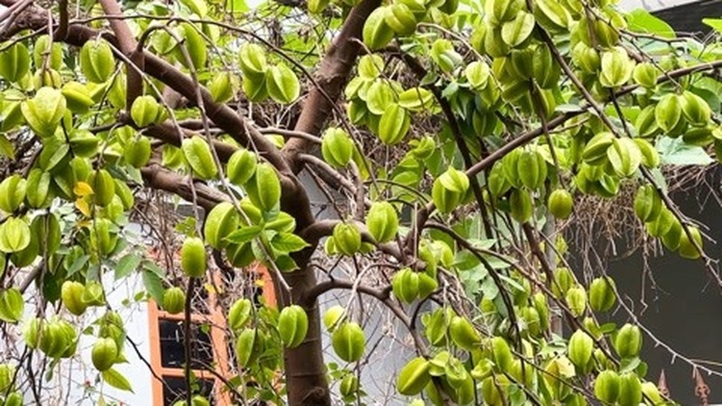 种植大果甜杨桃,基本不用管理,丢在那边它就能开花结果