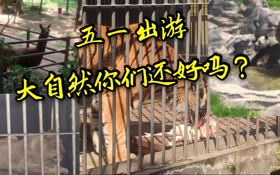 五一大攻略,欢迎来到动物世界,交配交的朋友