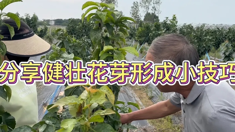 樱桃落叶前25天为什么要叶面喷施尿素,随着时间变化,调整用量