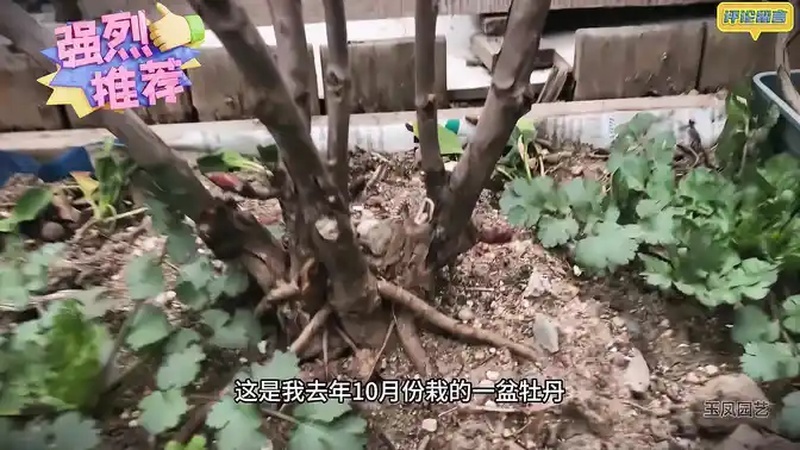 牡丹啥时移栽好春还是冬咋管理能当年开花